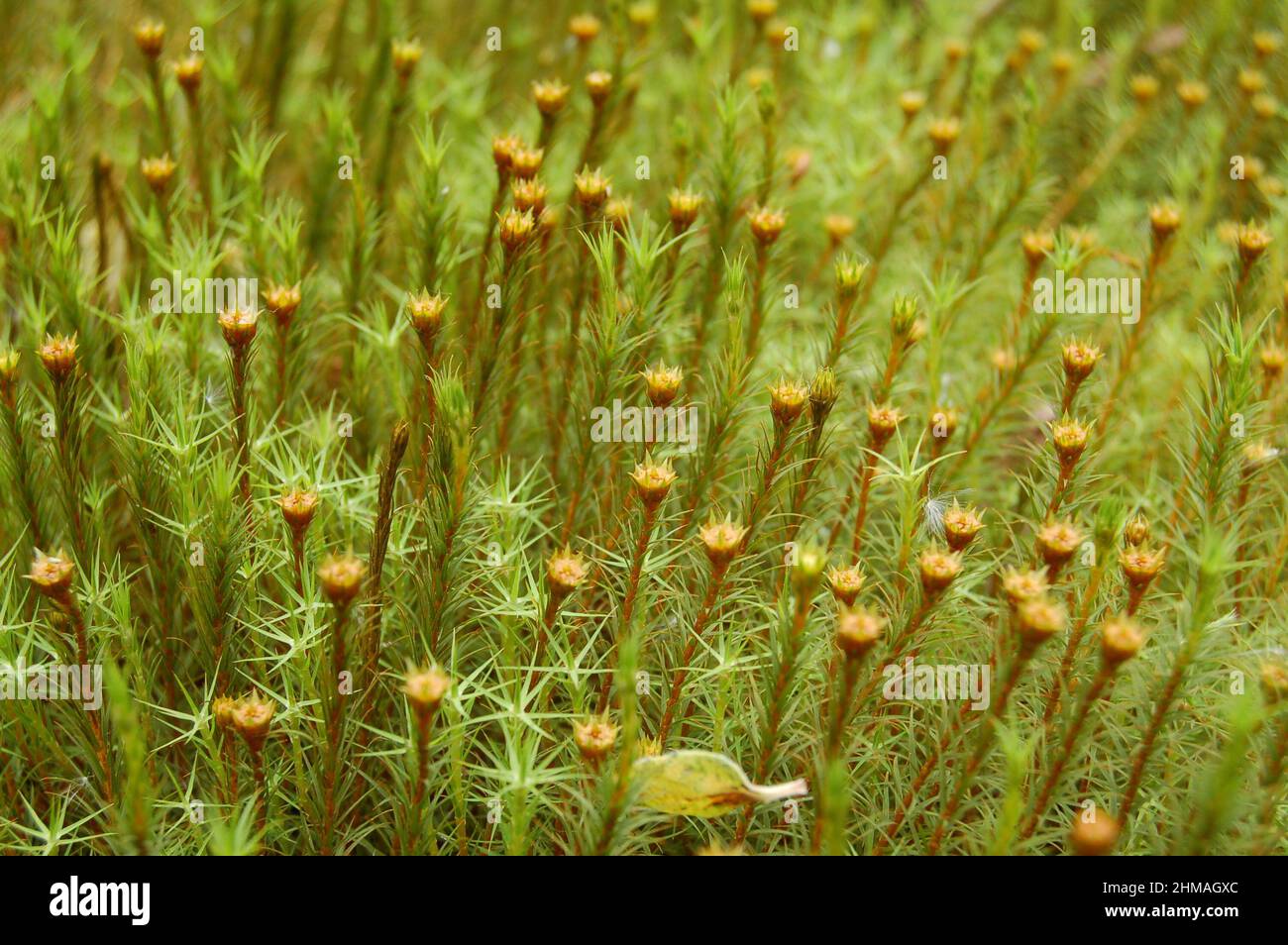 Polytrichum strictum Banque de photographies et d’images à haute ...