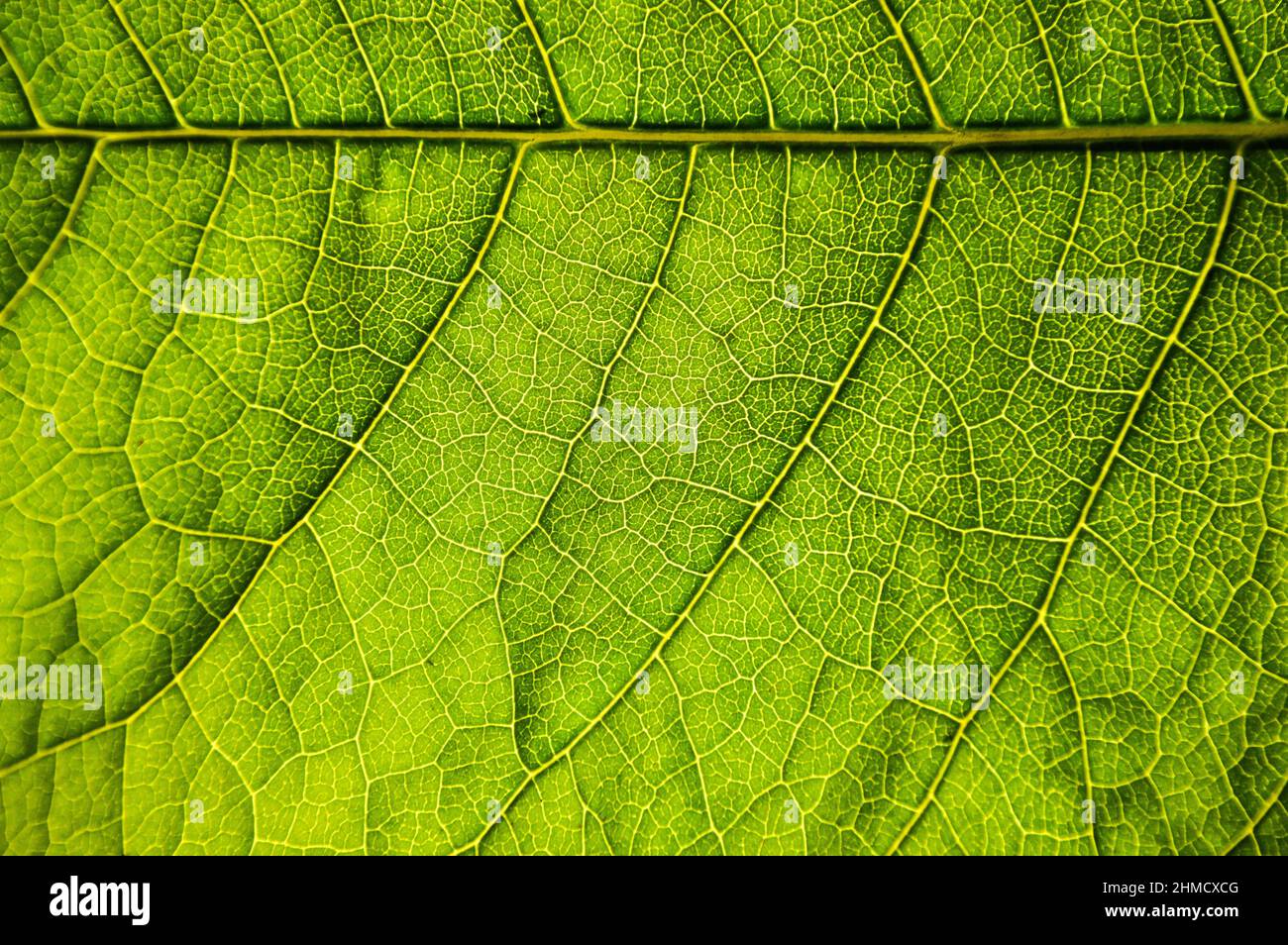 Morphologie des feuilles Banque de photographies et d’images à haute ...