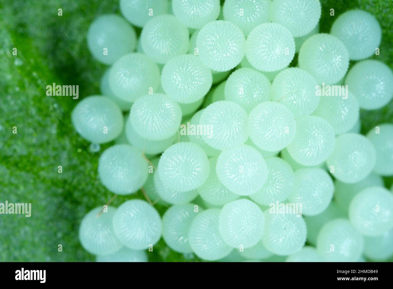 Mite eggs Banque de photographies et d’images à haute résolution - Alamy