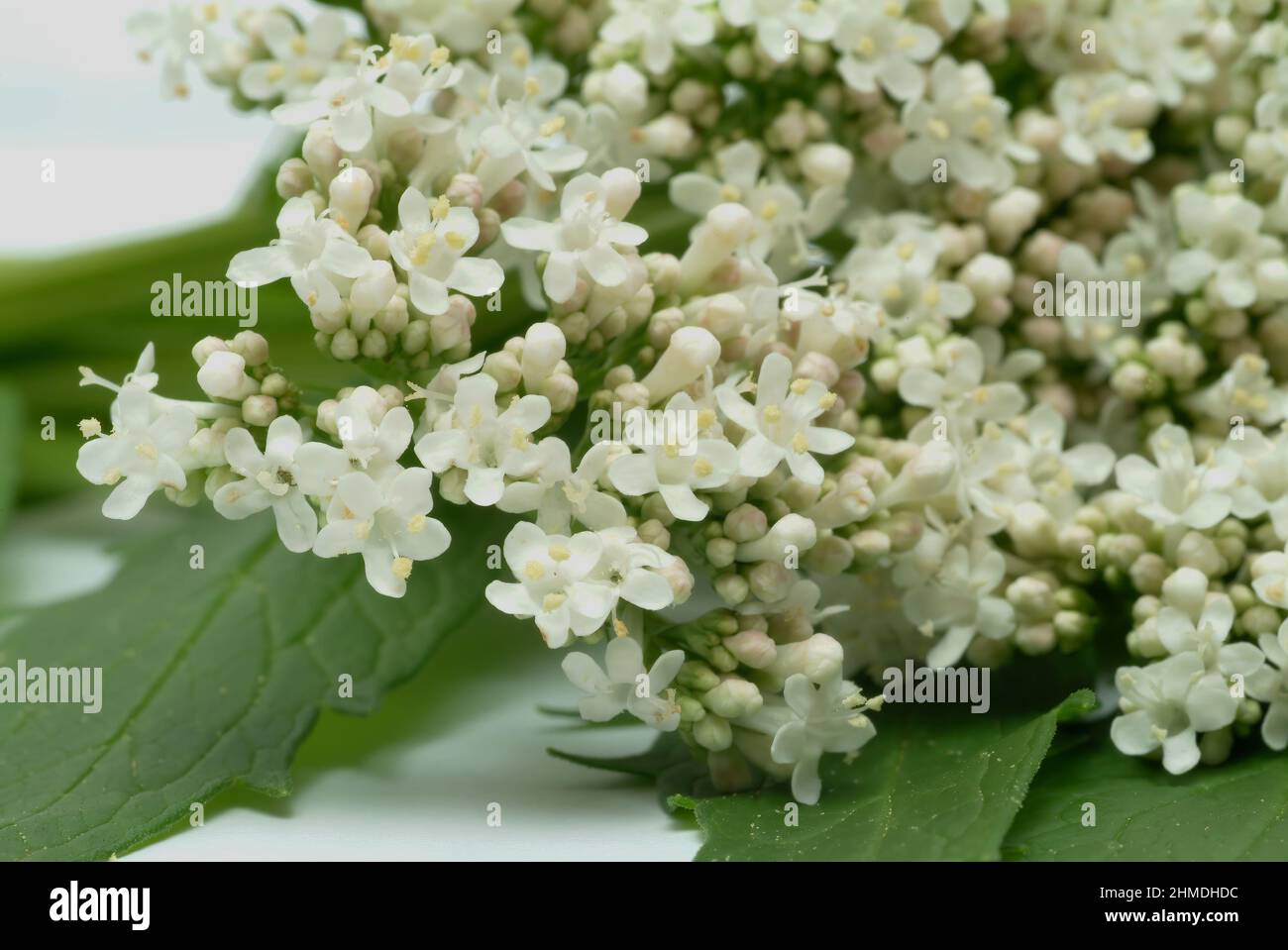 Echter baldrian Banque de photographies et d’images à haute résolution ...