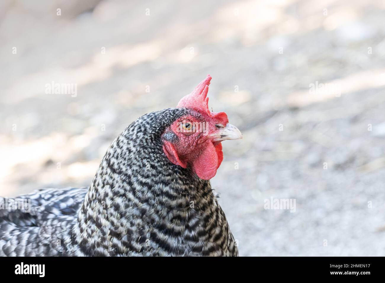 Barred plymouth rock chicken Banque de photographies et d’images à ...