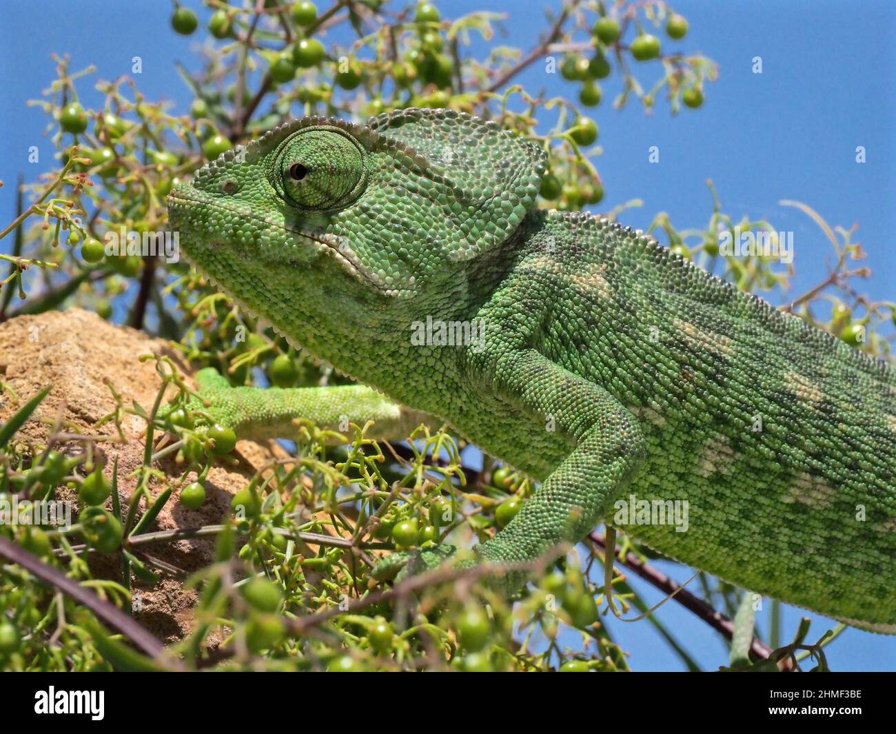 Mediterranean chameleon Banque de photographies et d’images à haute ...