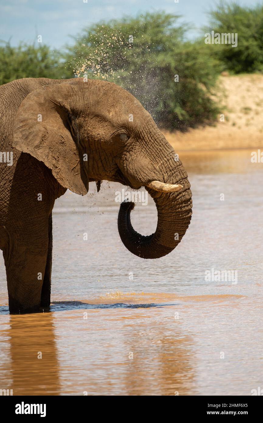 L'éléphant d'Afrique (Loxodonta africana) éclabousse de l'eau sur son ...