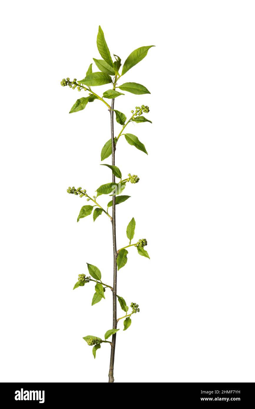 Prunus serotina fruit Banque de photographies et d’images à haute ...