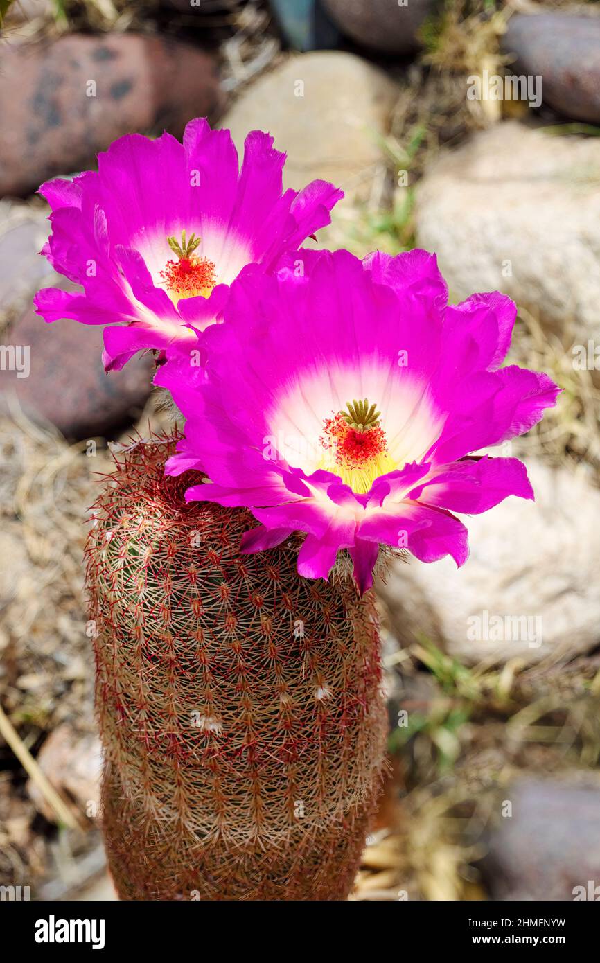 Rainbow cactus Banque de photographies et d’images à haute résolution ...
