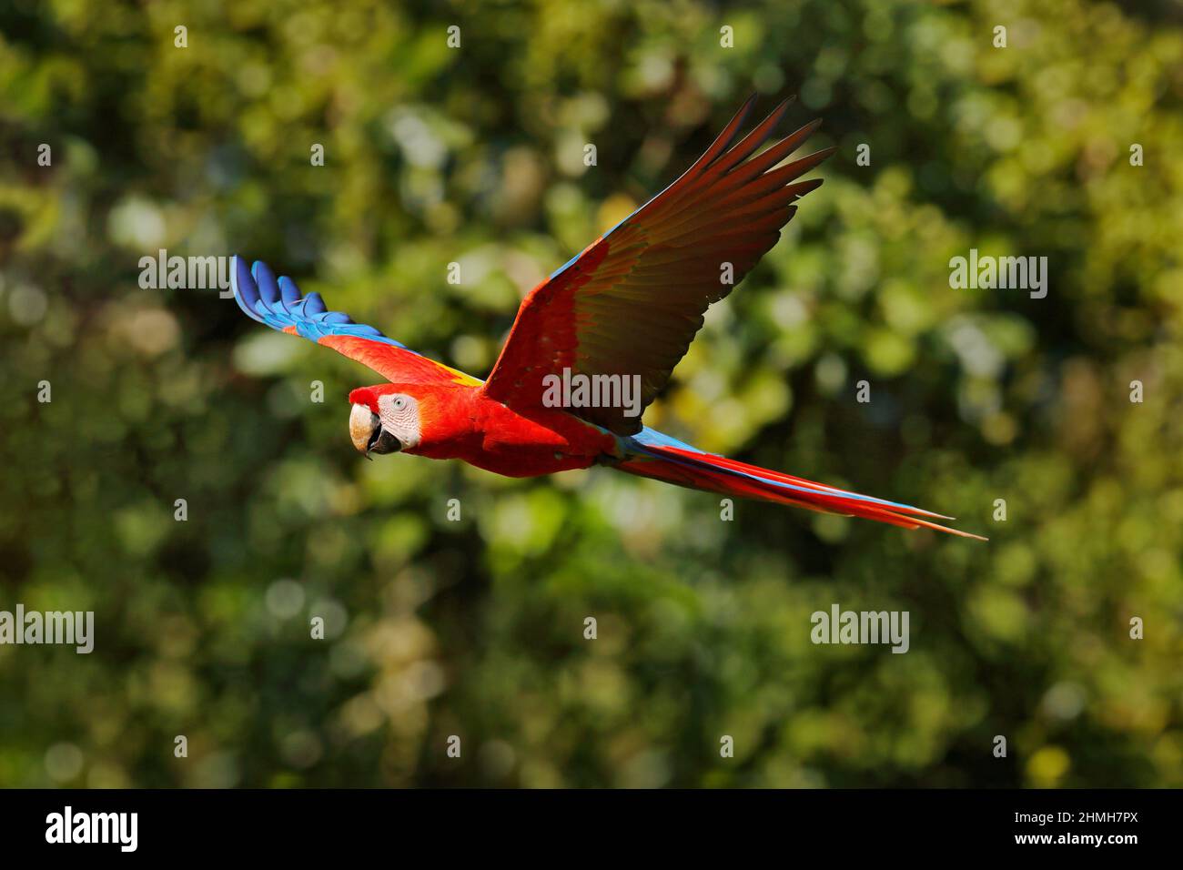 Perroquet en vol Banque de photographies et d’images à haute résolution ...
