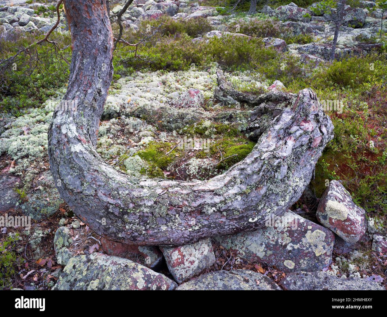 Europe, Suède, Nord de la Suède, province d'Angermanland, patrimoine ...