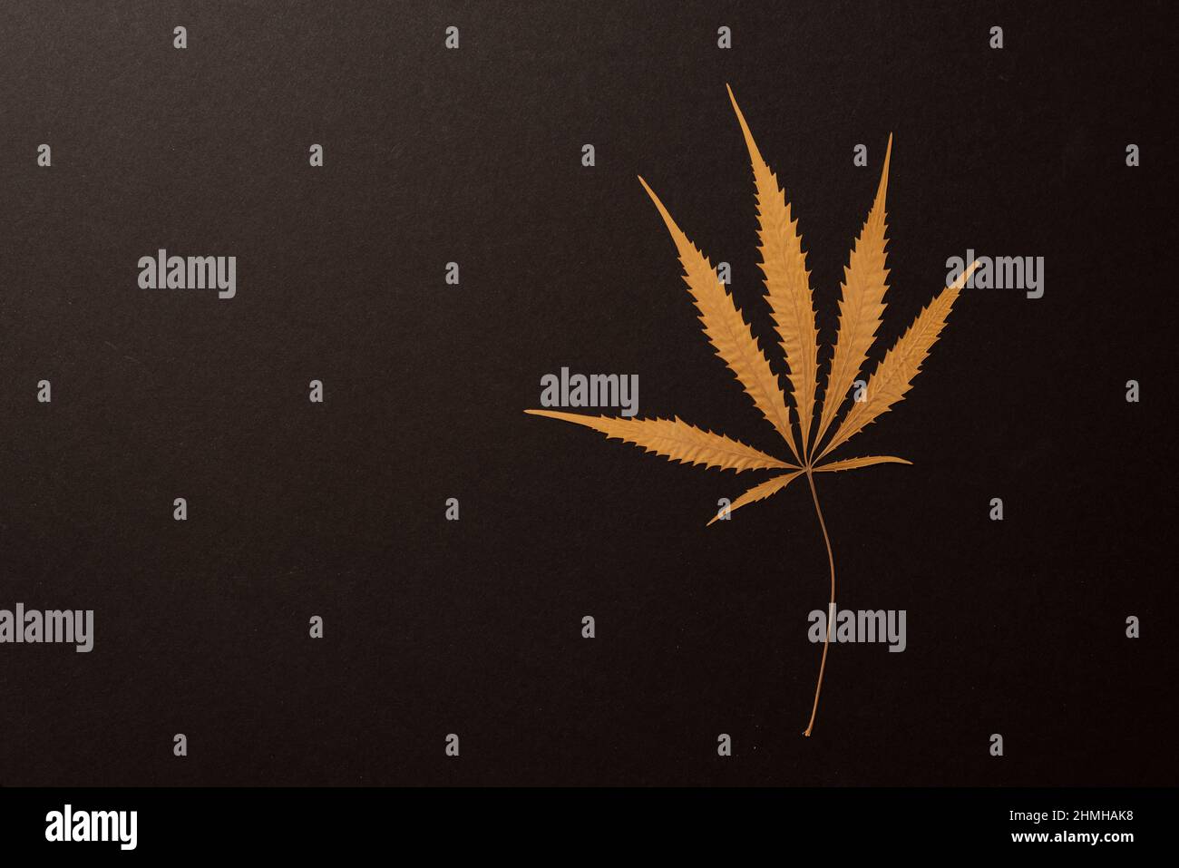 Feuille séchée d'une plante de chanvre pour un herbier Photo Stock - Alamy