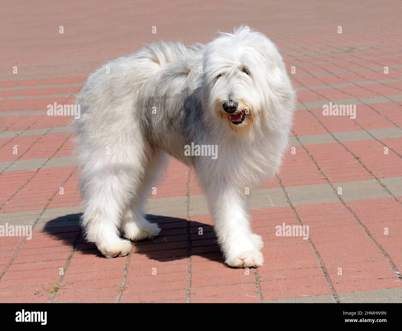 Le chien de berger russe du Sud est à l’écart. Le Berger de Russie du ...
