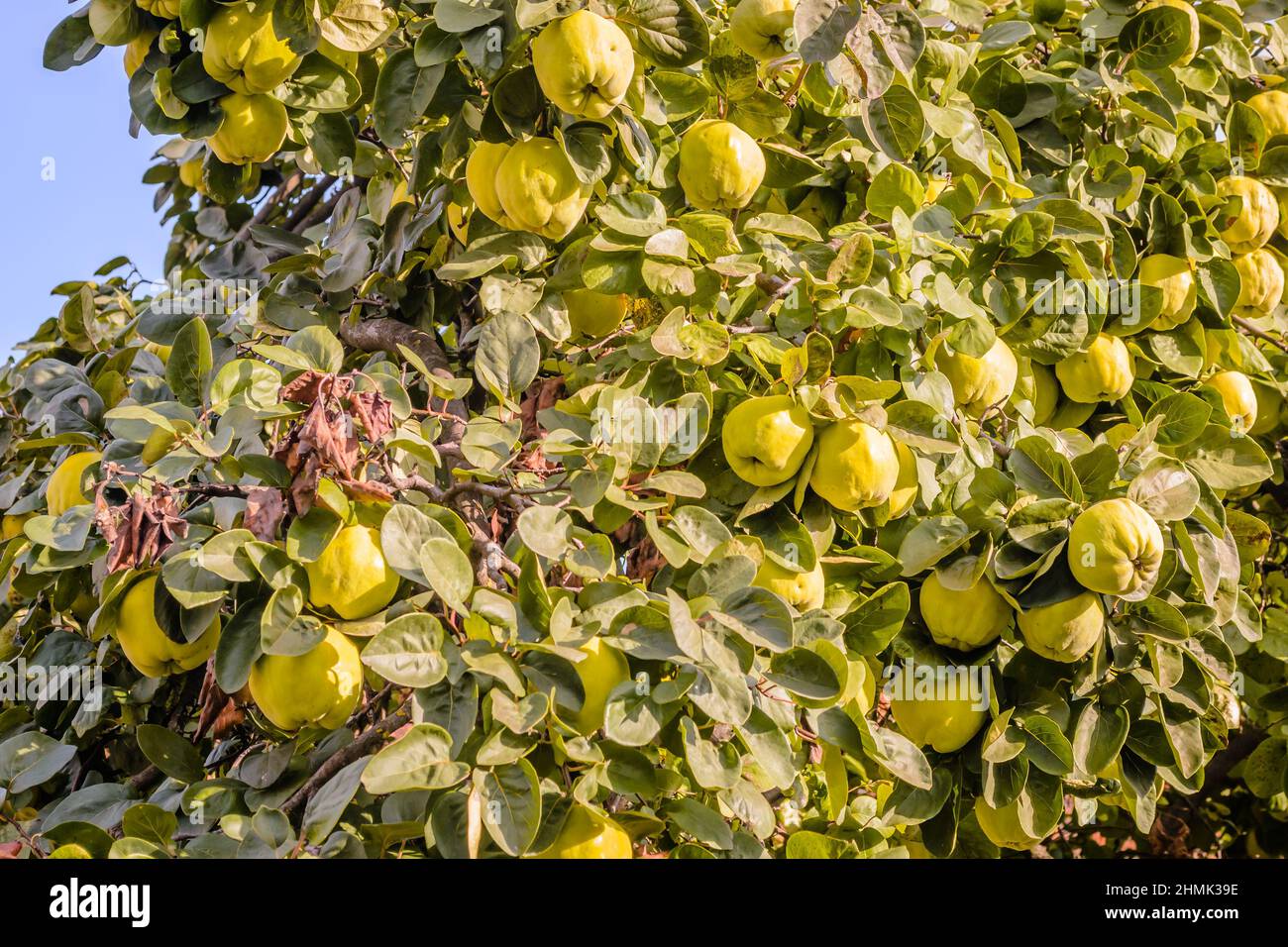 Fruits mûrs de coing jaune. Bouquet de fruits de coing jaunes qui ...