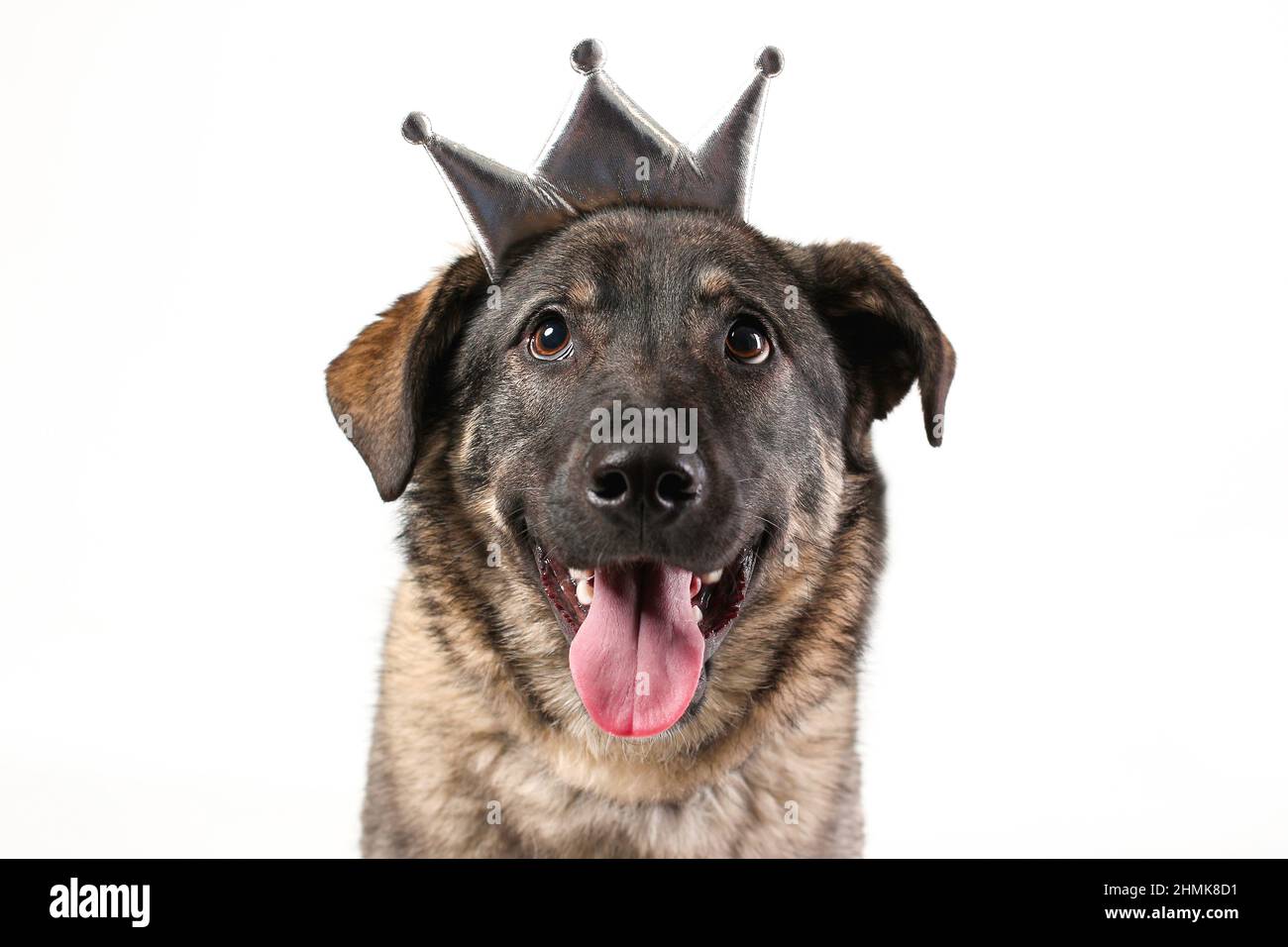 Sourire heureux visage de chien mongrel avec la langue dehors portant ...
