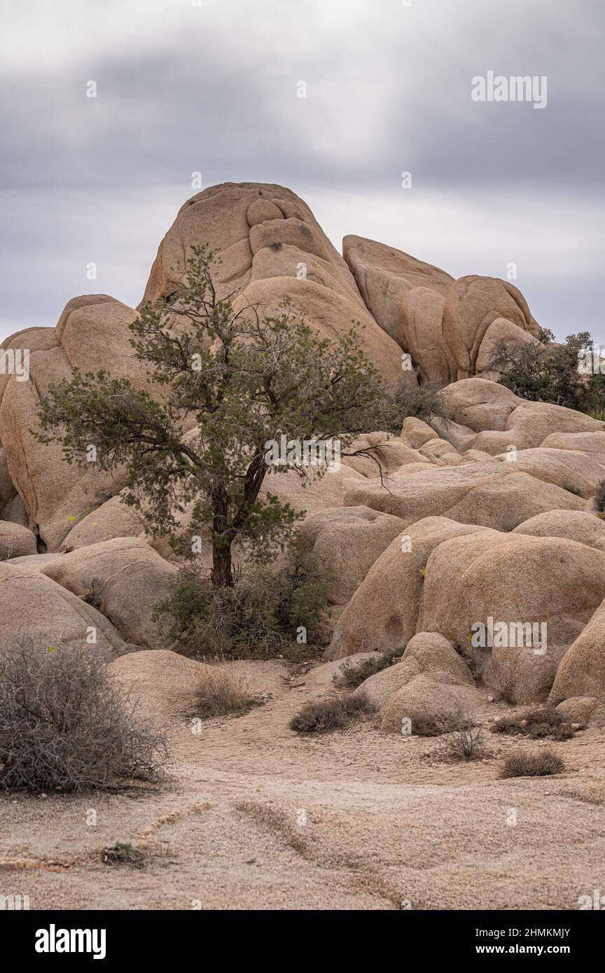 Joshua Tree National Park, CA, Etats-Unis - 31 janvier 2022 : portrait ...