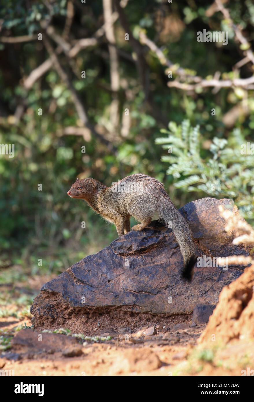 Slender mongoose Banque de photographies et d’images à haute résolution ...