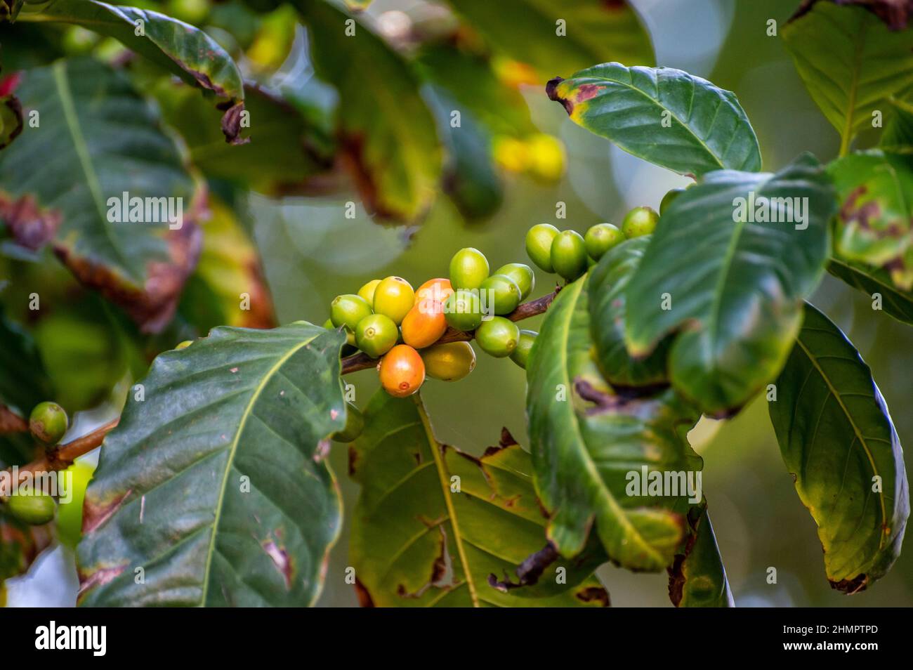 Arbre de café Arabica avec cerises mûres de café baies sur la ...