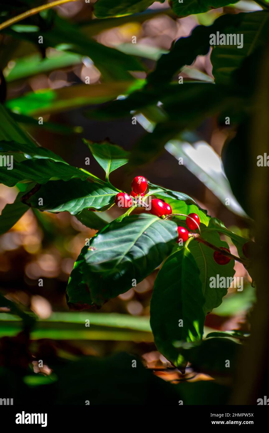 Arbre de café Arabica avec mûrissement vert et rouge cerises de café ...
