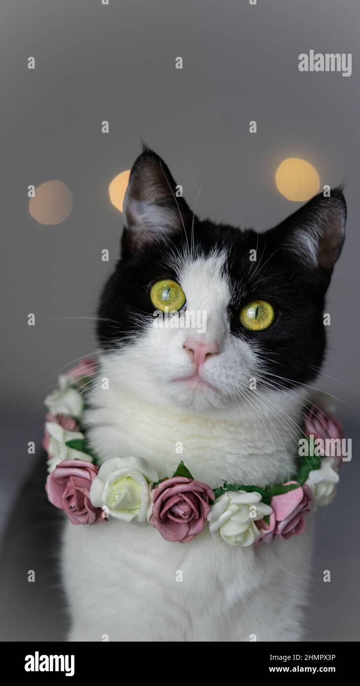 Yeux de chats fleurs Banque de photographies et d’images à haute ...