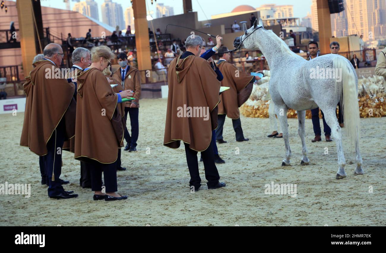 Qatar. 11th févr. 2022. Le festival international du cheval arabe de ...