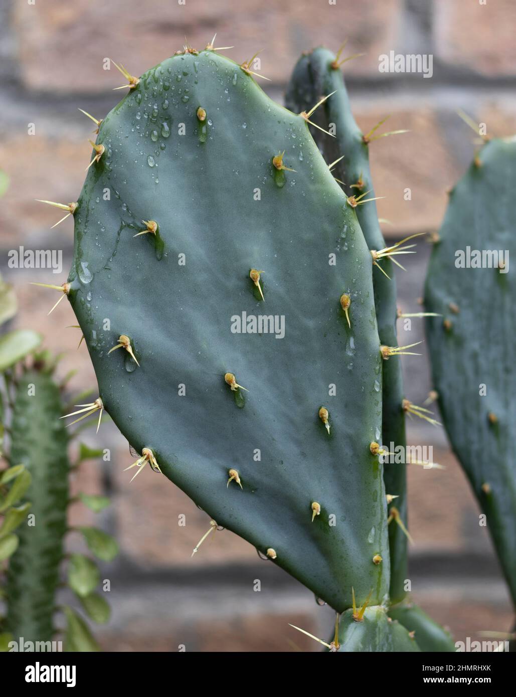 Opuntia leaf Banque de photographies et d’images à haute résolution - Alamy
