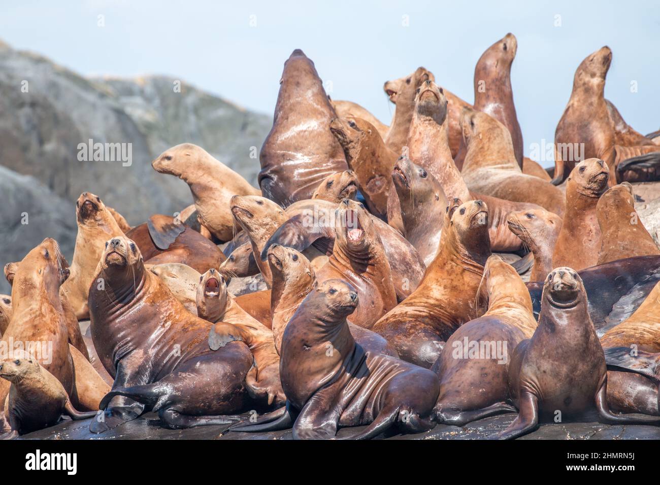 Le groupe de lions de mer de Steller à l'île de Vancouver, au Canada ...