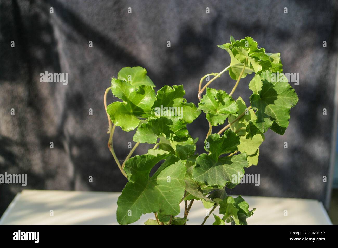 Hedera helix cristata Banque de photographies et d’images à haute ...