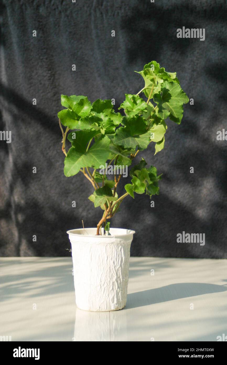 Hedera helix cristata Banque de photographies et d’images à haute ...