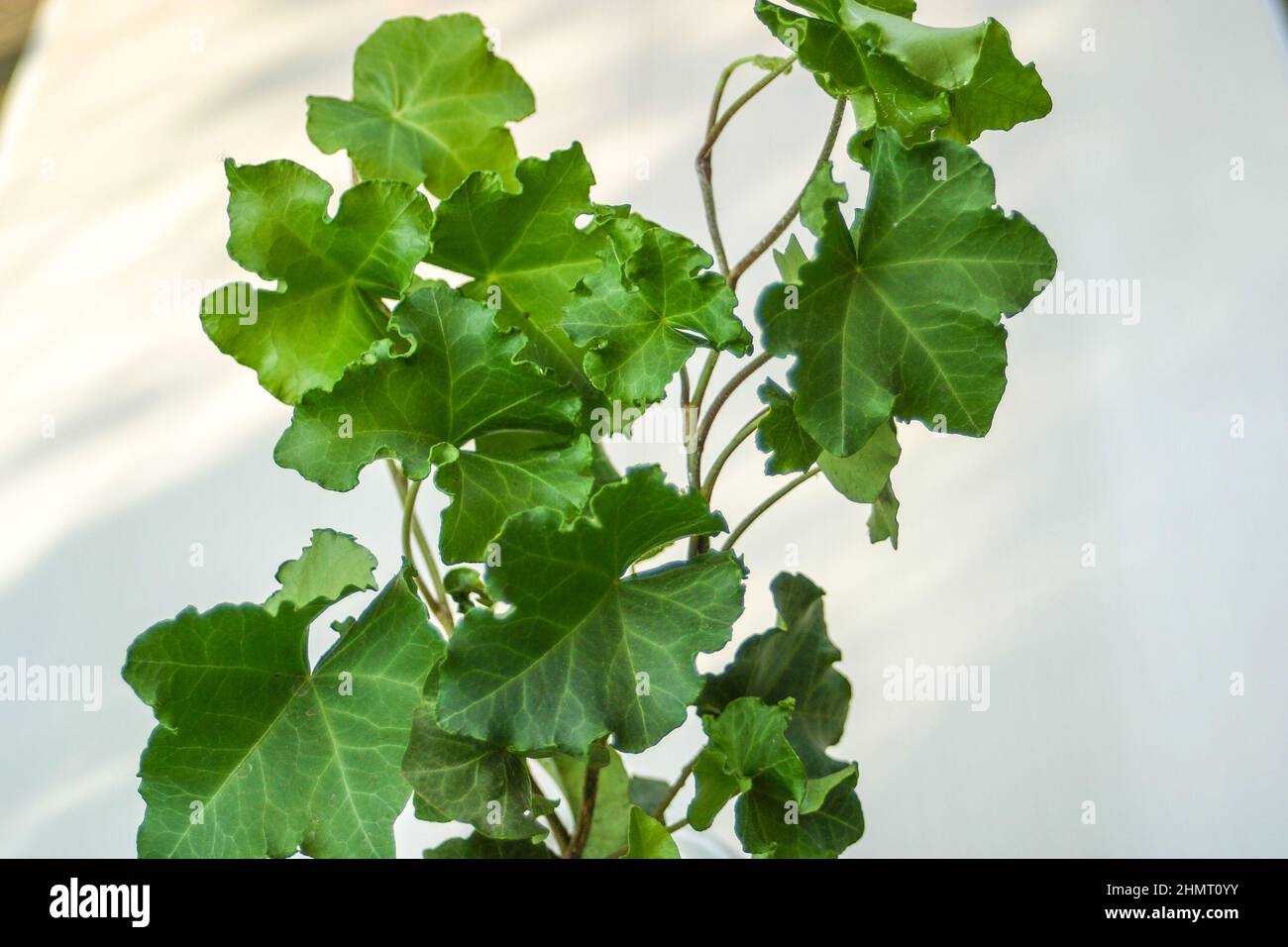 Hedera helix cristata Banque de photographies et d’images à haute ...