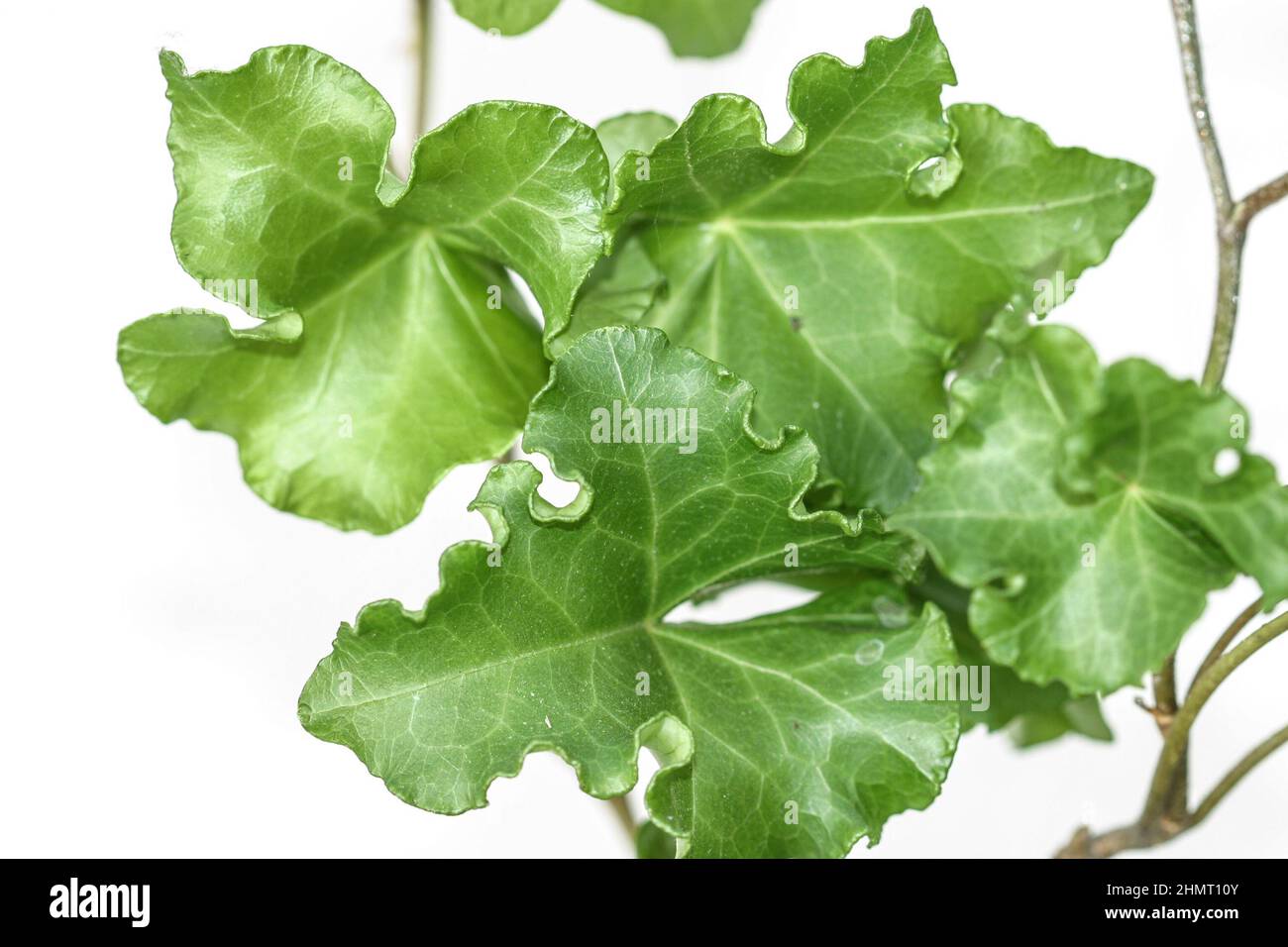 Hedera helix cristata Banque de photographies et d’images à haute ...