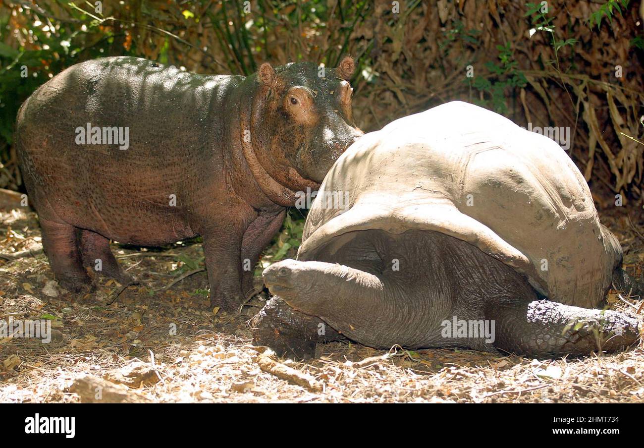 OWEN NUZZLES JUSQU'À MZEE. LE BÉBÉ HIPPO OWEN, QUI A ÉTÉ SÉPARÉ DE SA ...