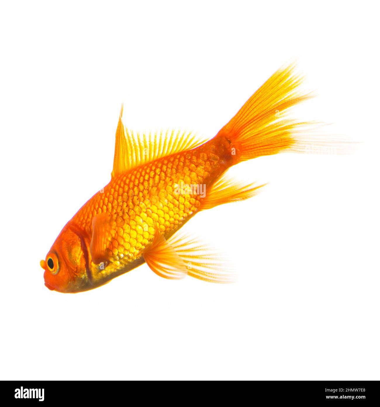 Race de poisson rouge Banque d'images détourées - Alamy