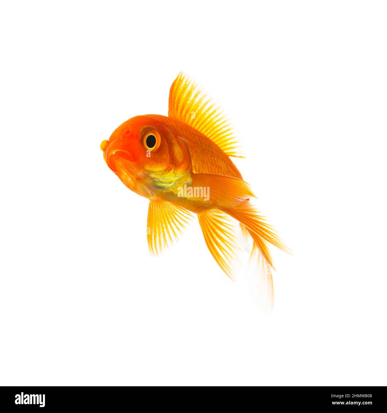 Carassius auratus auratus Banque d'images détourées - Alamy