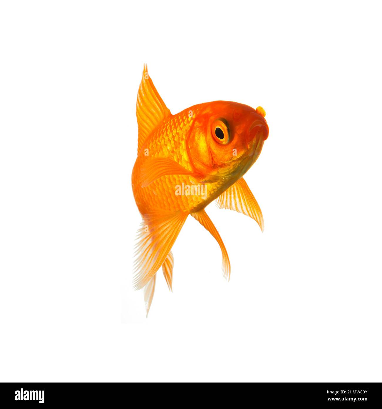 Race de poisson rouge Banque de photographies et d’images à haute ...