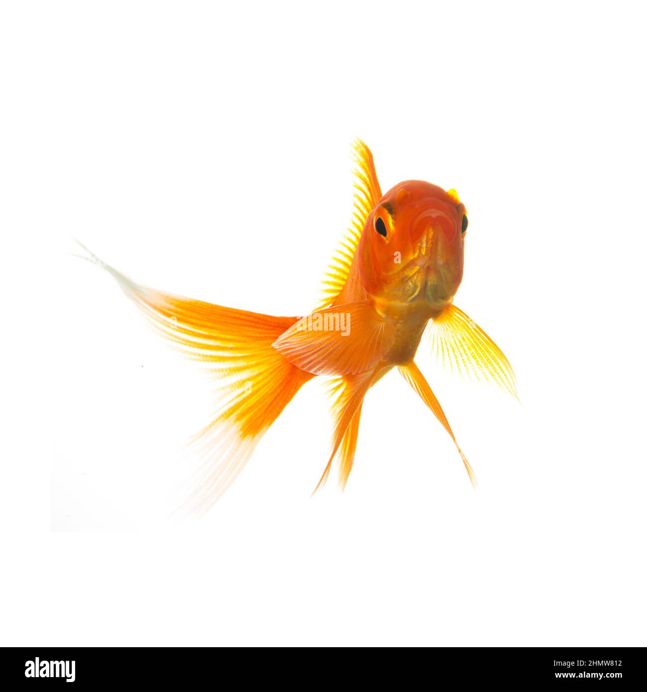 Race de poisson rouge Banque de photographies et d’images à haute ...