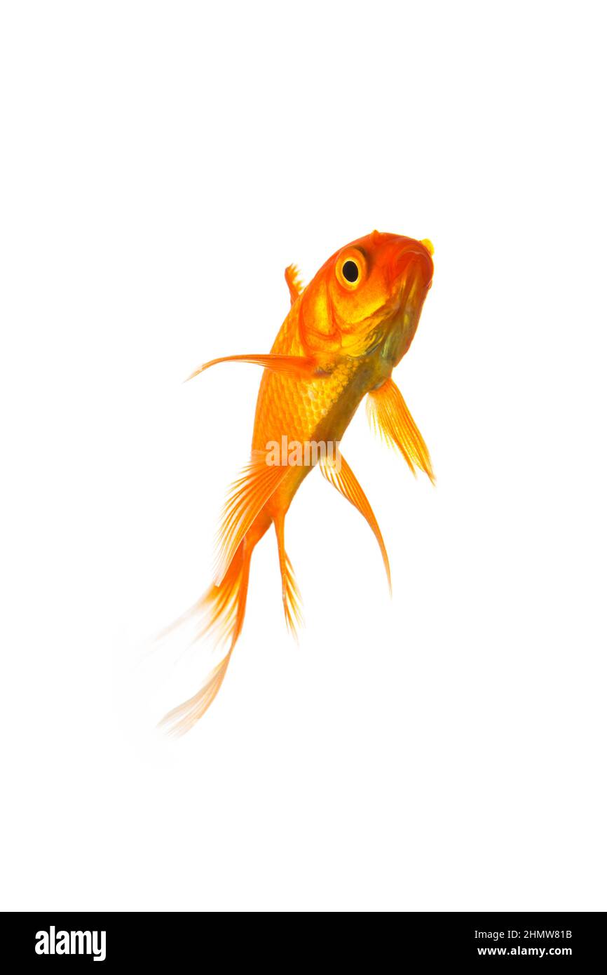 Race de poisson rouge Banque de photographies et d’images à haute ...