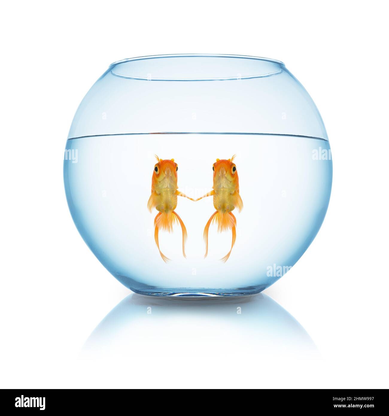 couple de poissons amoureux dans un bol à poissons Photo Stock - Alamy
