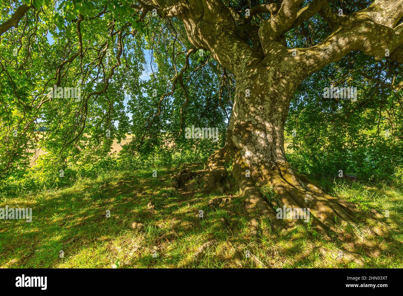 Dwarf beech tree Banque de photographies et d’images à haute résolution ...