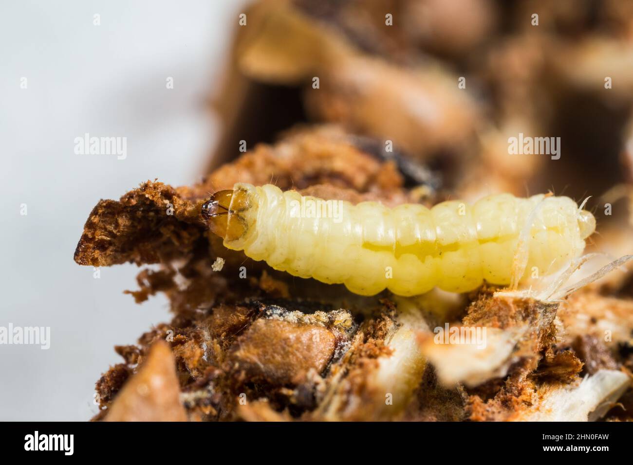Larve de la pyrale des graines Banque de photographies et d’images à ...
