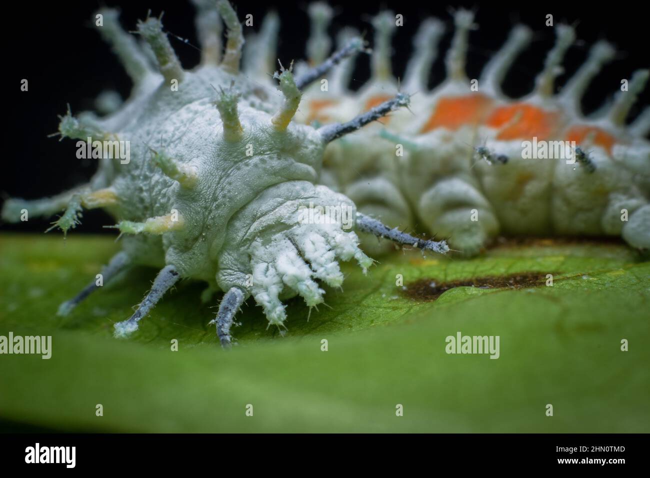 Atlas Moth larva- Attacus atlas est l'une des plus grandes espèces de ...