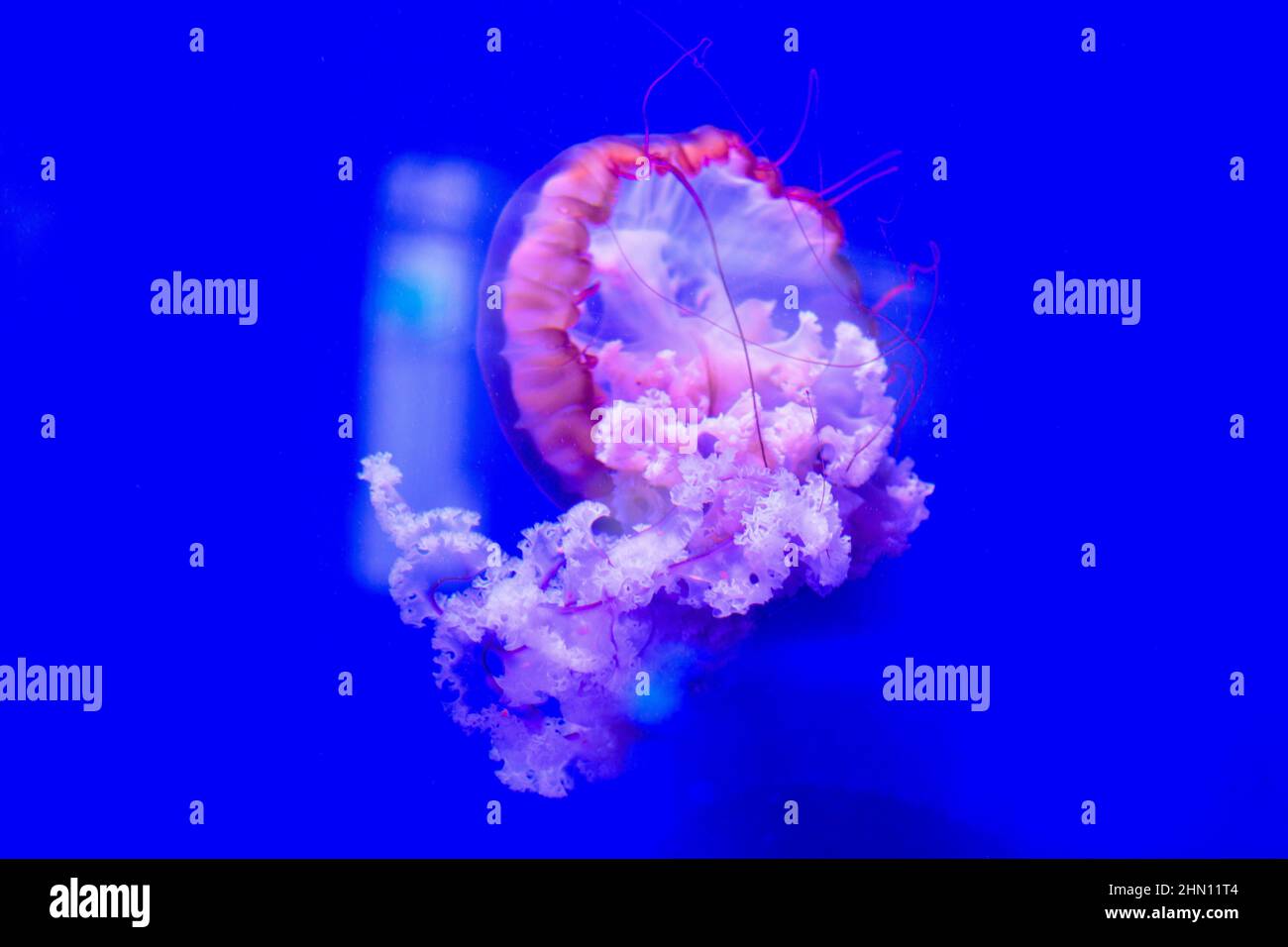 belle méduse rose dans l'eau, où la couleur rose met en évidence les ...