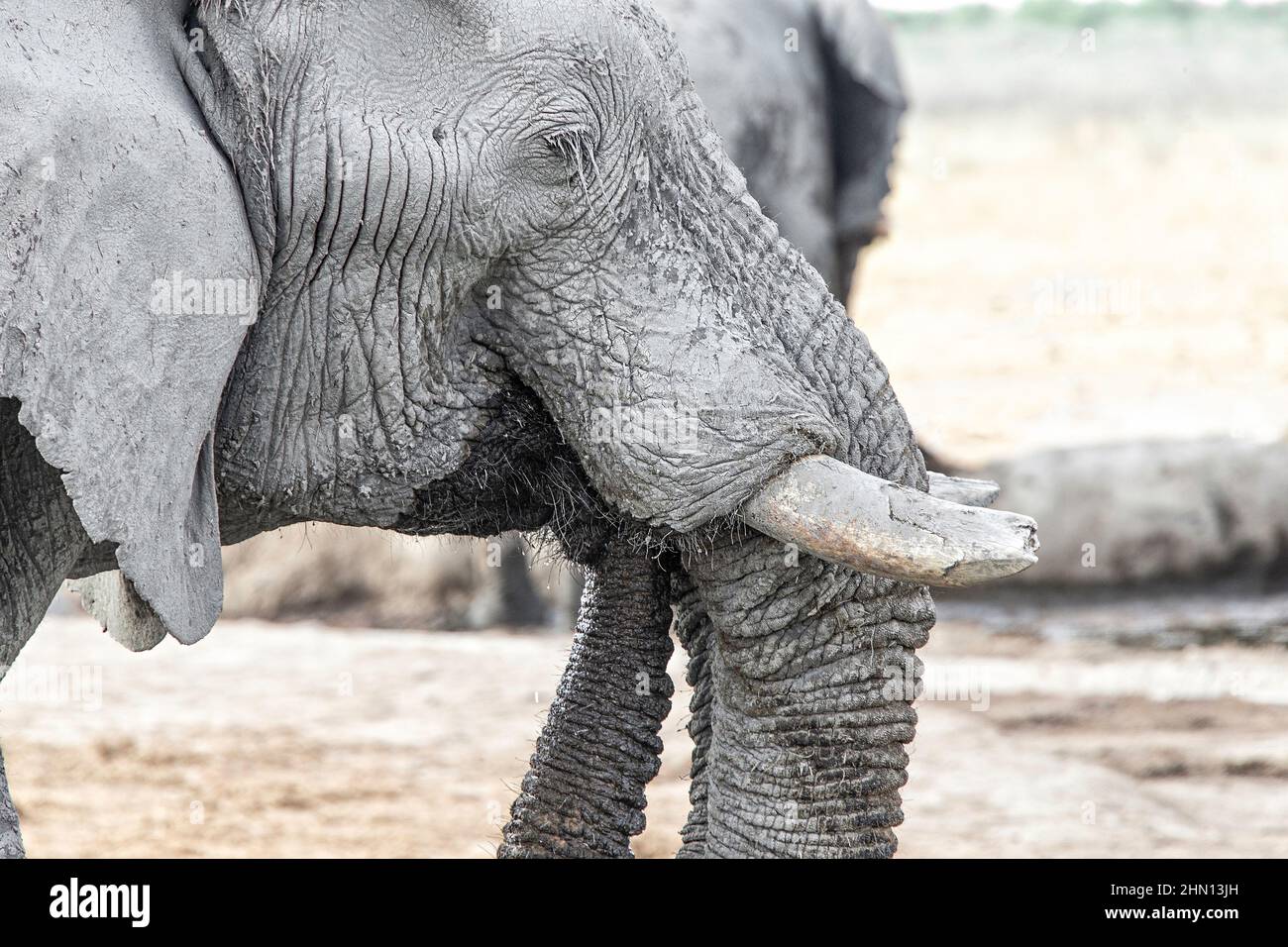 Le tronc dans la bouche Banque de photographies et d’images à haute ...