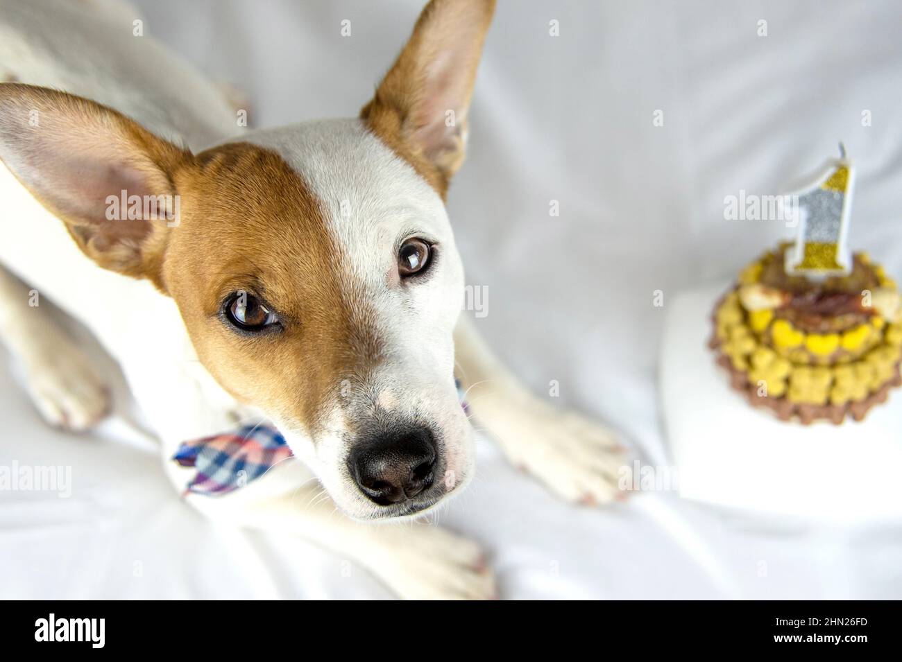Vue de dessus de la race de chien Jack Russell Terrier se trouve sur un ...