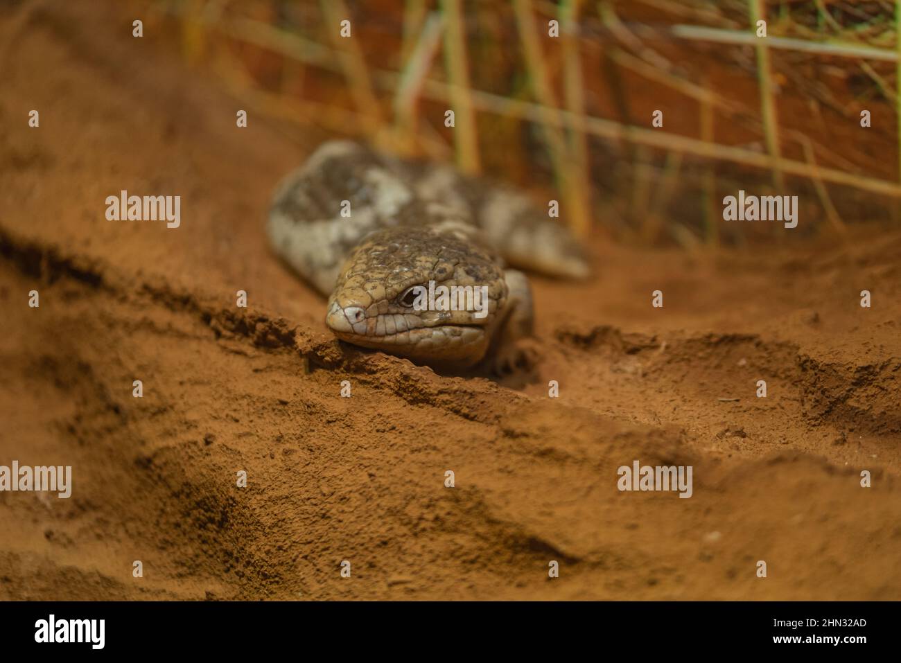 Ce skink enroule son corps dans cette posture de défense, offrant sa ...