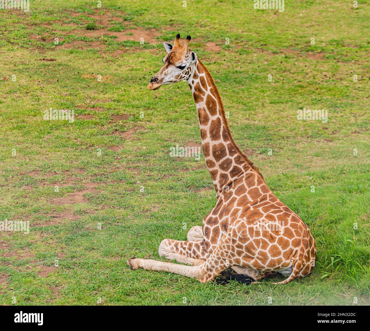 Giraffe looking front view isolated Banque de photographies et d’images ...
