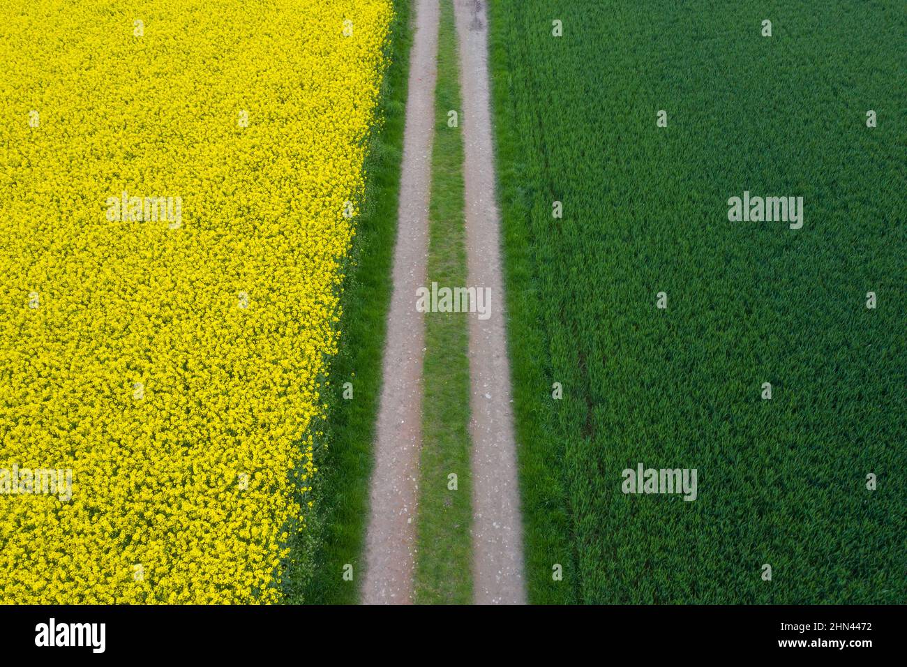 Colza (Brassica napus). Champ de colza à fleurs, champ de grain et ...