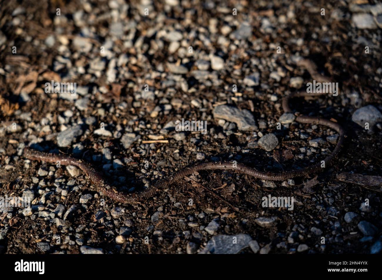 Grand ver de terre Banque de photographies et d’images à haute ...