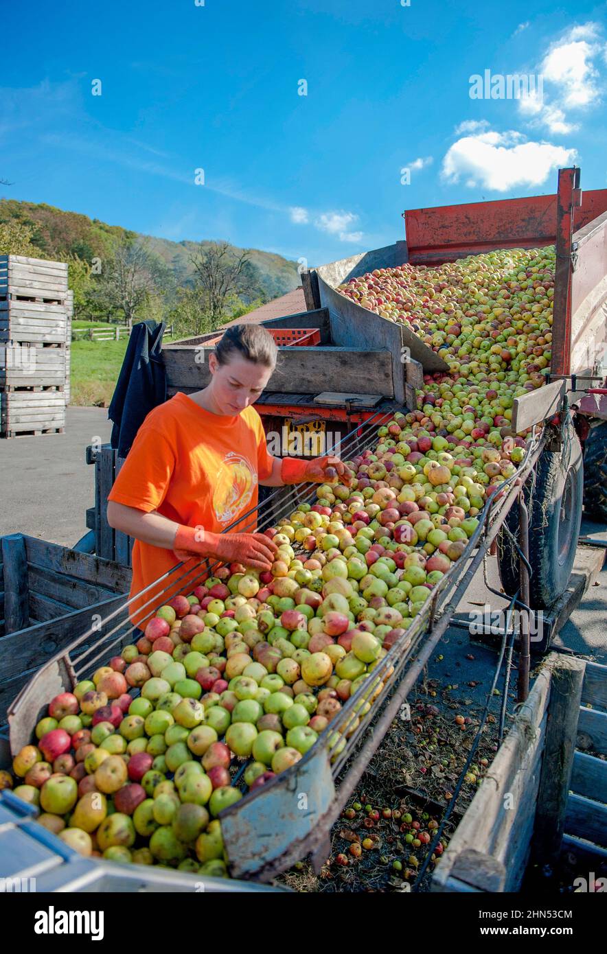France normandy farm work apple Banque de photographies et d’images à ...