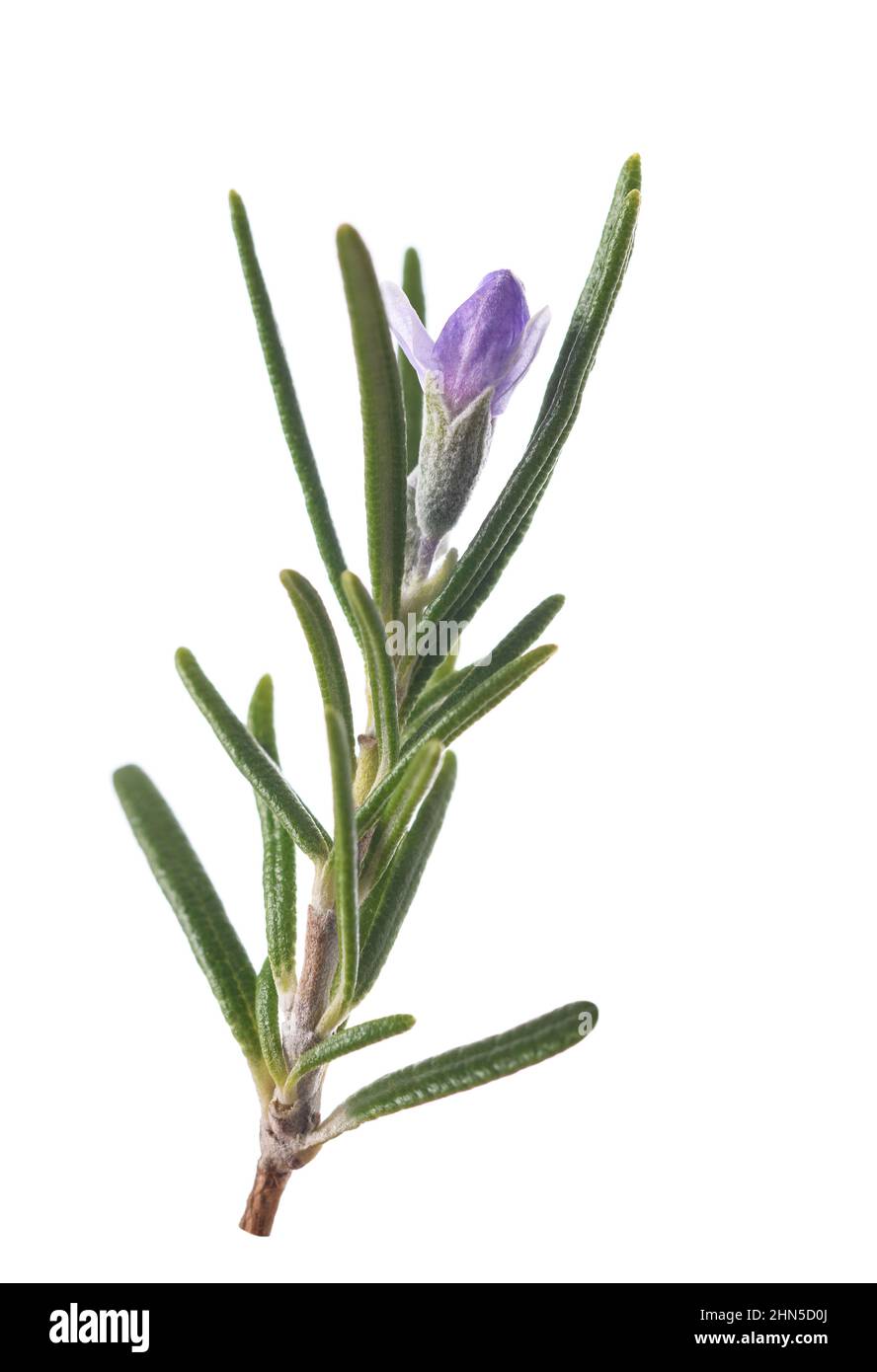 Plante de romarin en fleurs Banque de photographies et d’images à haute ...