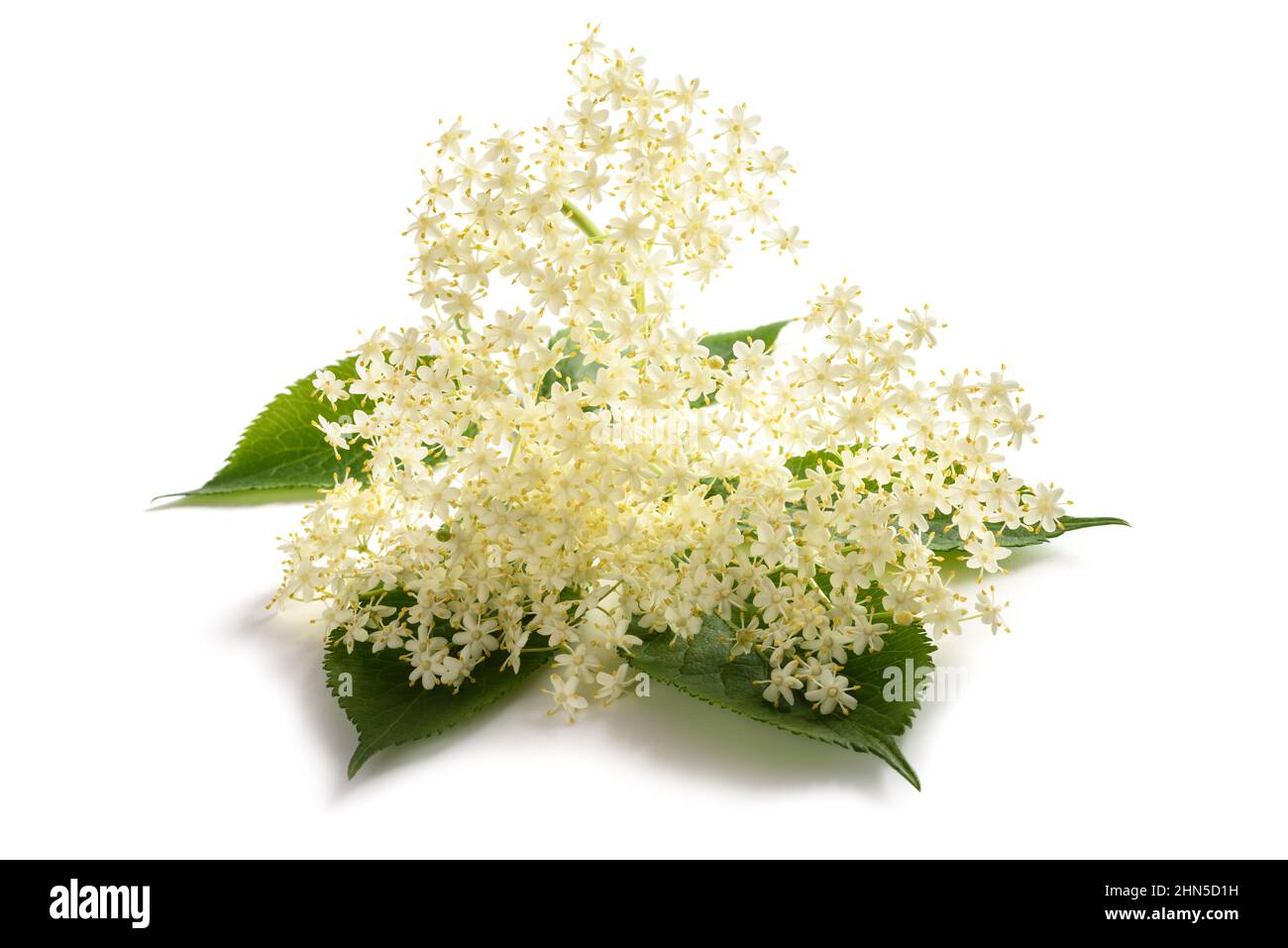 Fleurs De Sureau Sur Fond Blanc Banque De Photographies Et D Images à