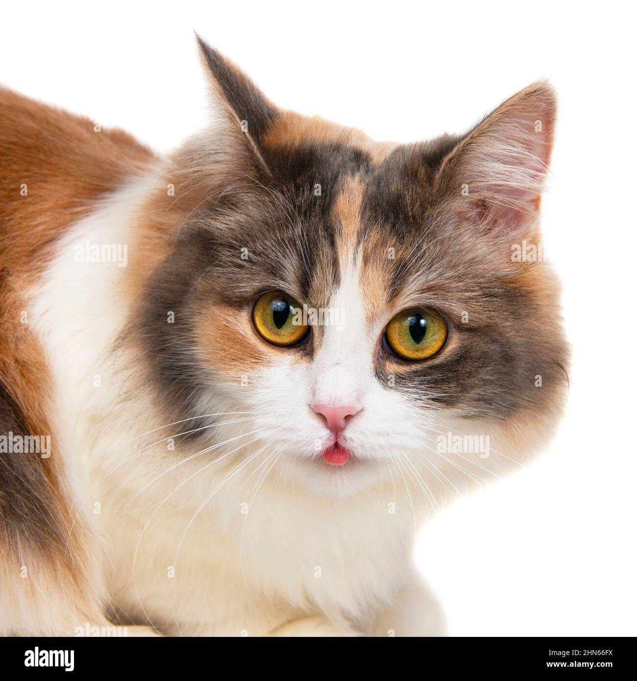 Chat multicolore Banque de photographies et d’images à haute résolution ...