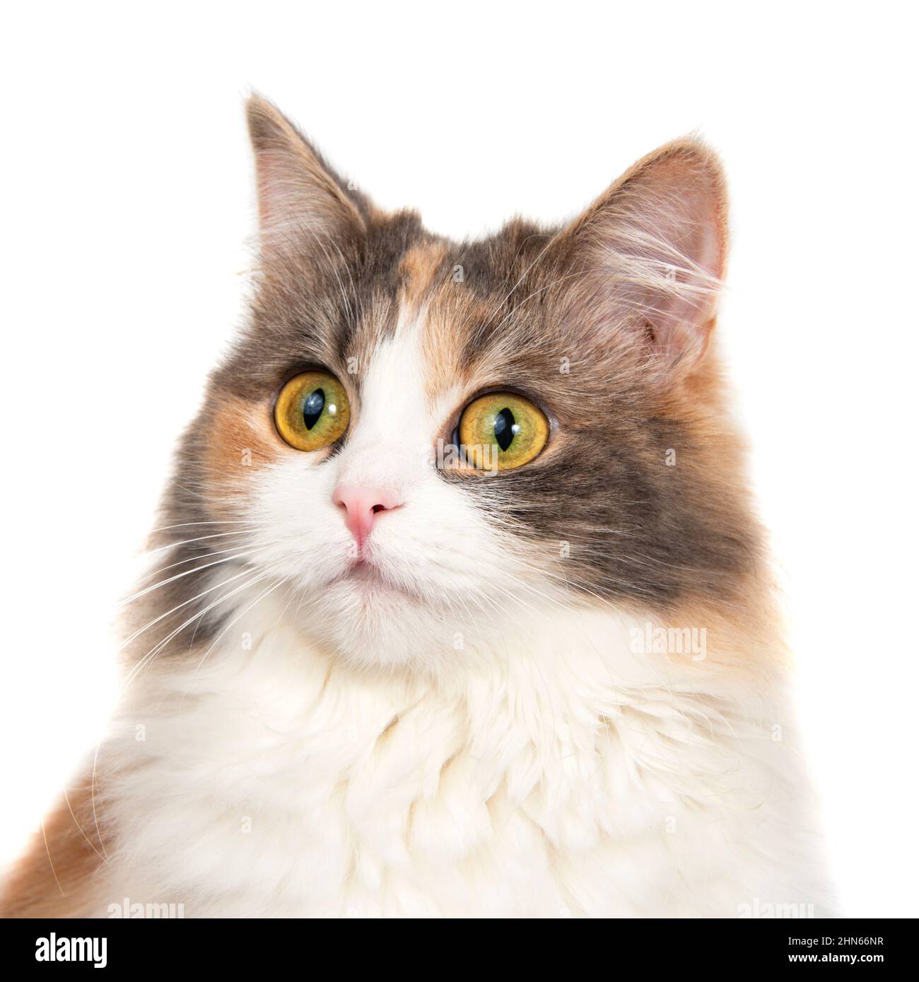 Chat multicolore Banque de photographies et d’images à haute résolution ...