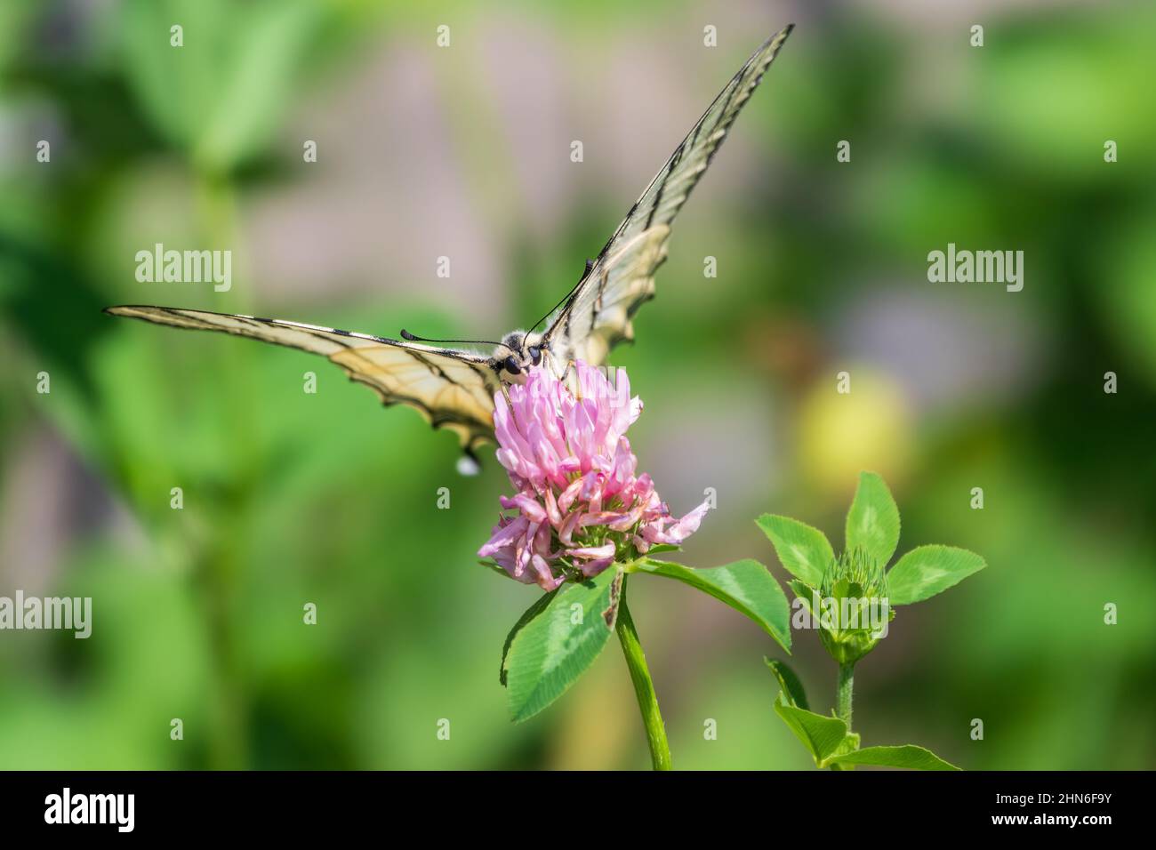 Beau papillon rare Swallowtail, Sail Swallowtail, Pear-Tree Swallowtail ...